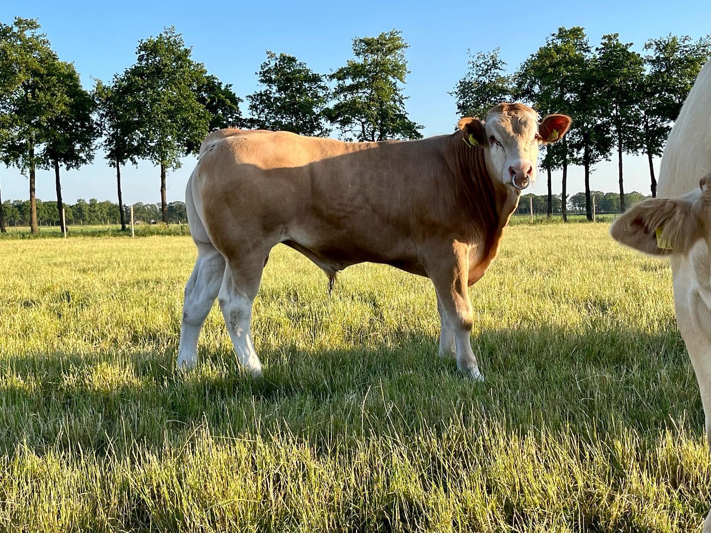 Het ras: de Blonde d'Aquitaine – De Blonde Koe